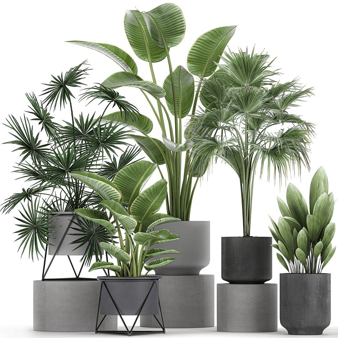 Decorative Plants Flowerpots Pots Model - TurboSquid 1647603