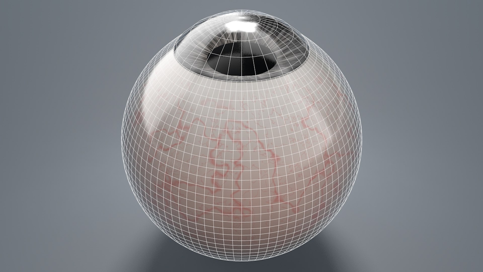 3D Eyeball Eye Ball - TurboSquid 1677229