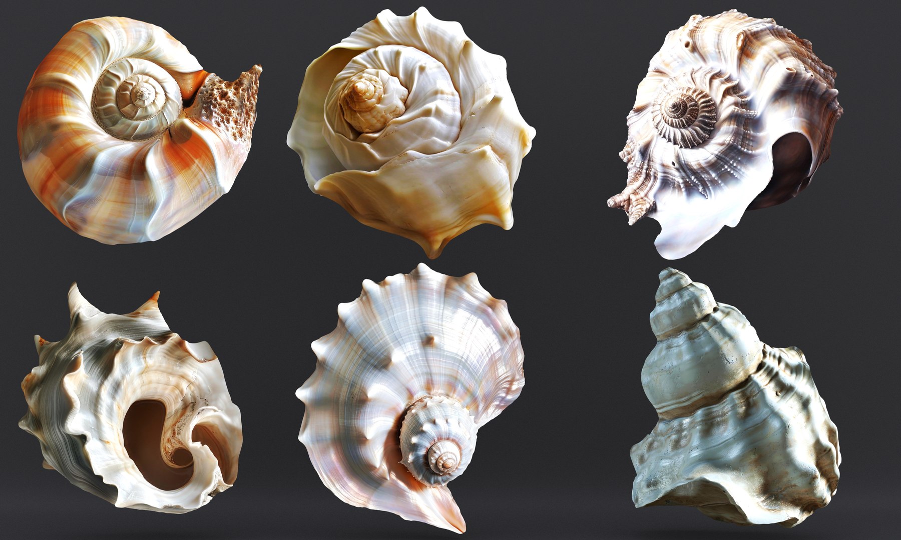 Seashell Pack 3D Model - TurboSquid 2177834