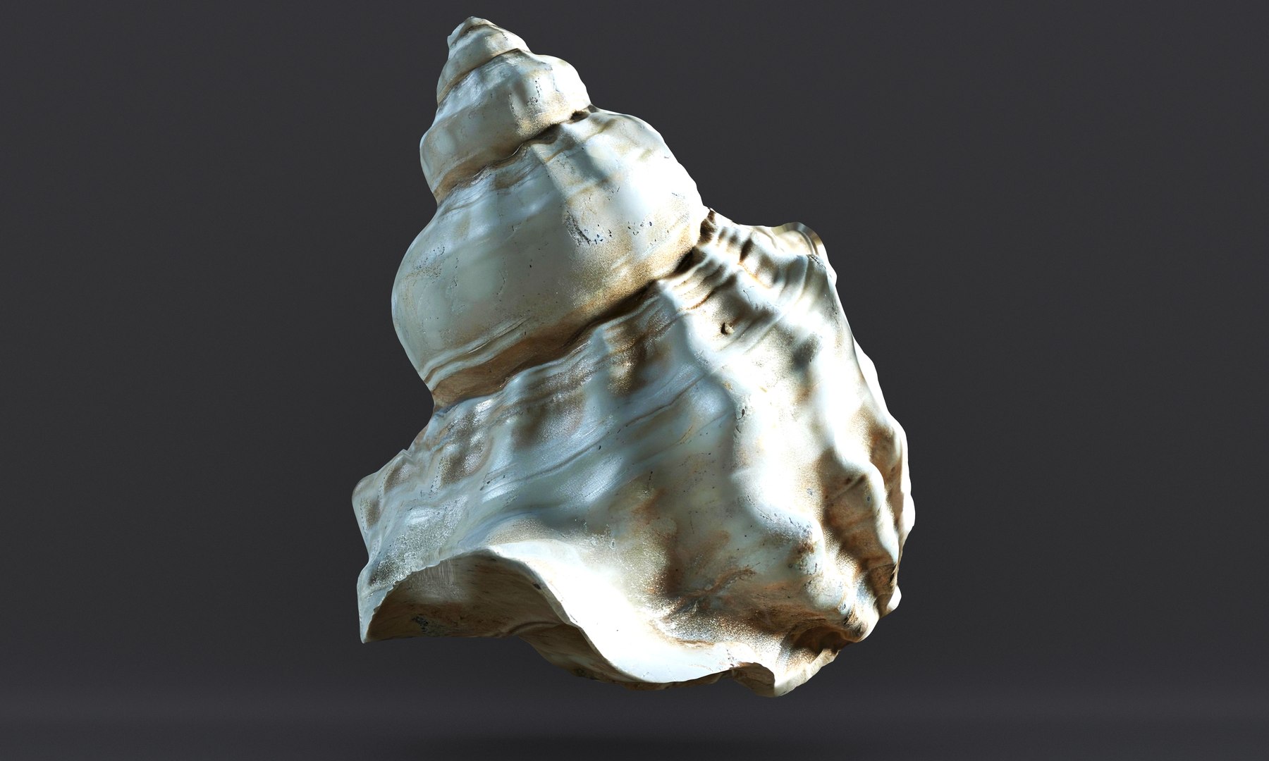 Seashell Pack 3D Model - TurboSquid 2177834