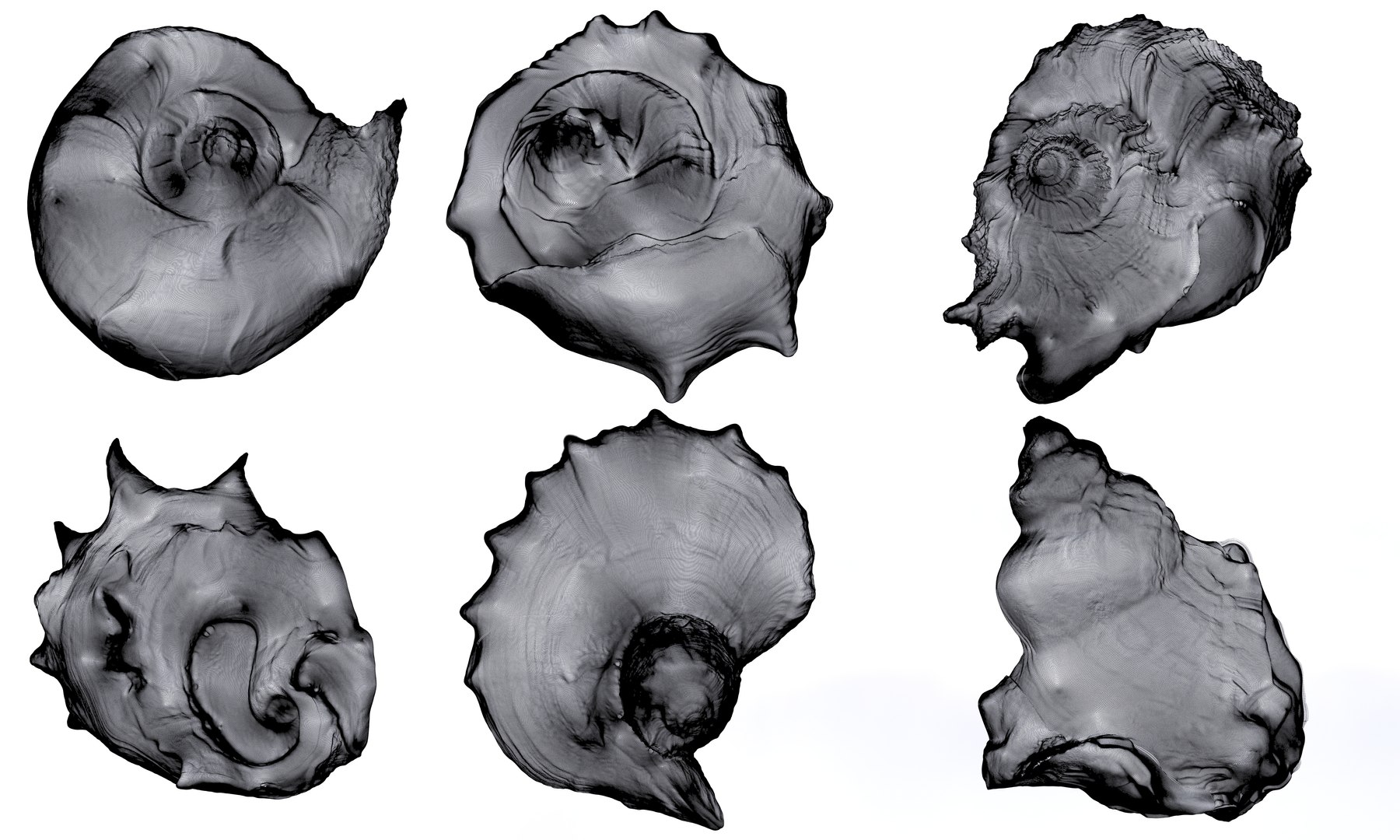 Seashell Pack 3D model - TurboSquid 2177834