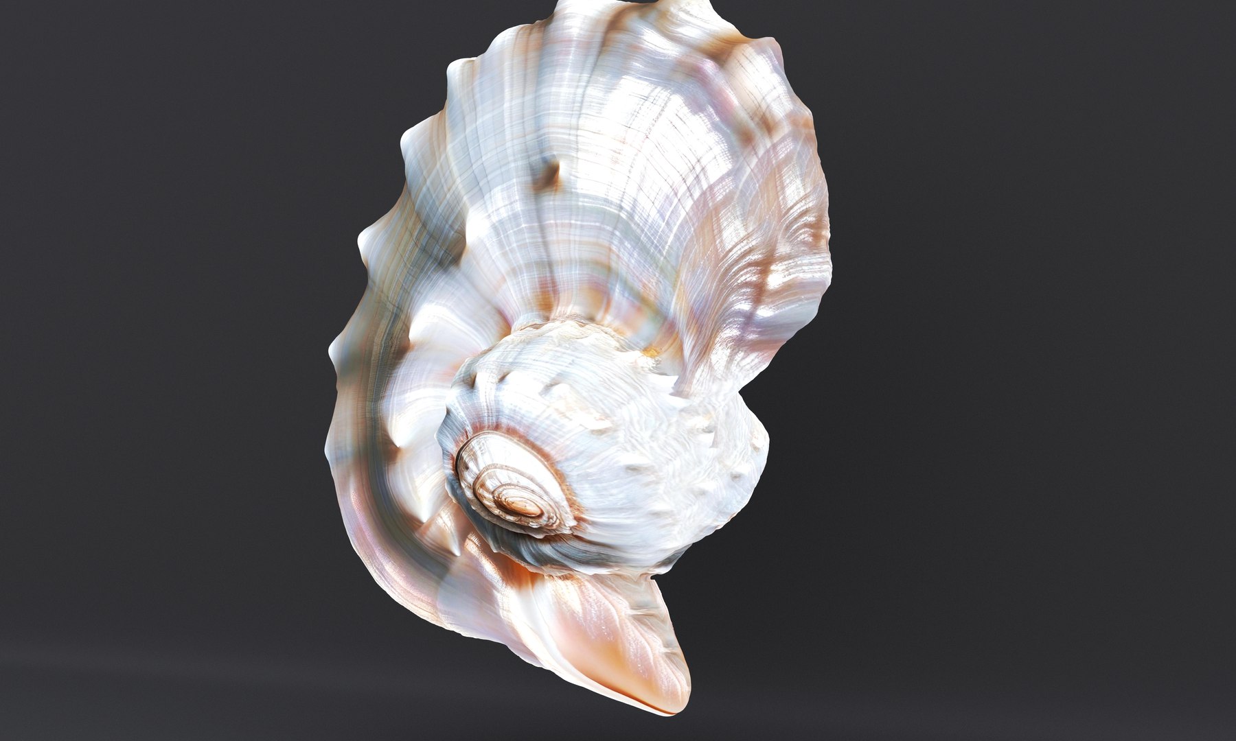Seashell Pack 3D Model - TurboSquid 2177834
