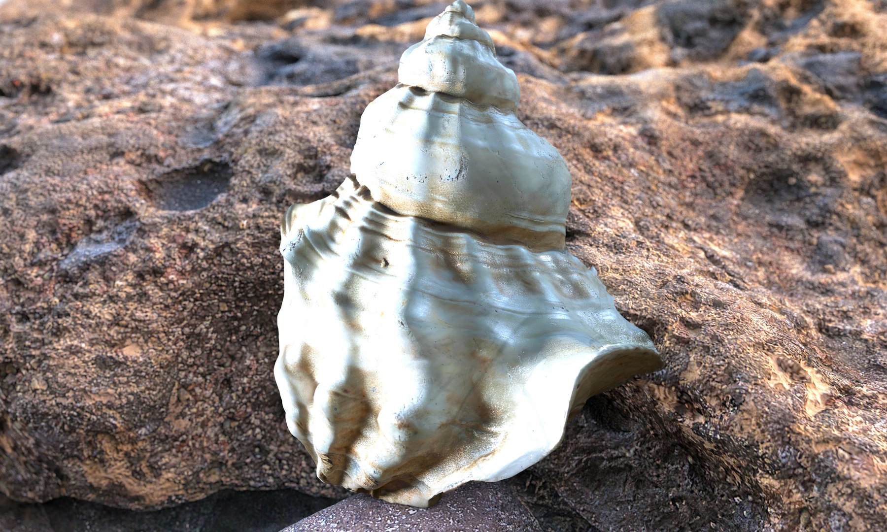 Seashell Pack 3D Model - TurboSquid 2177834