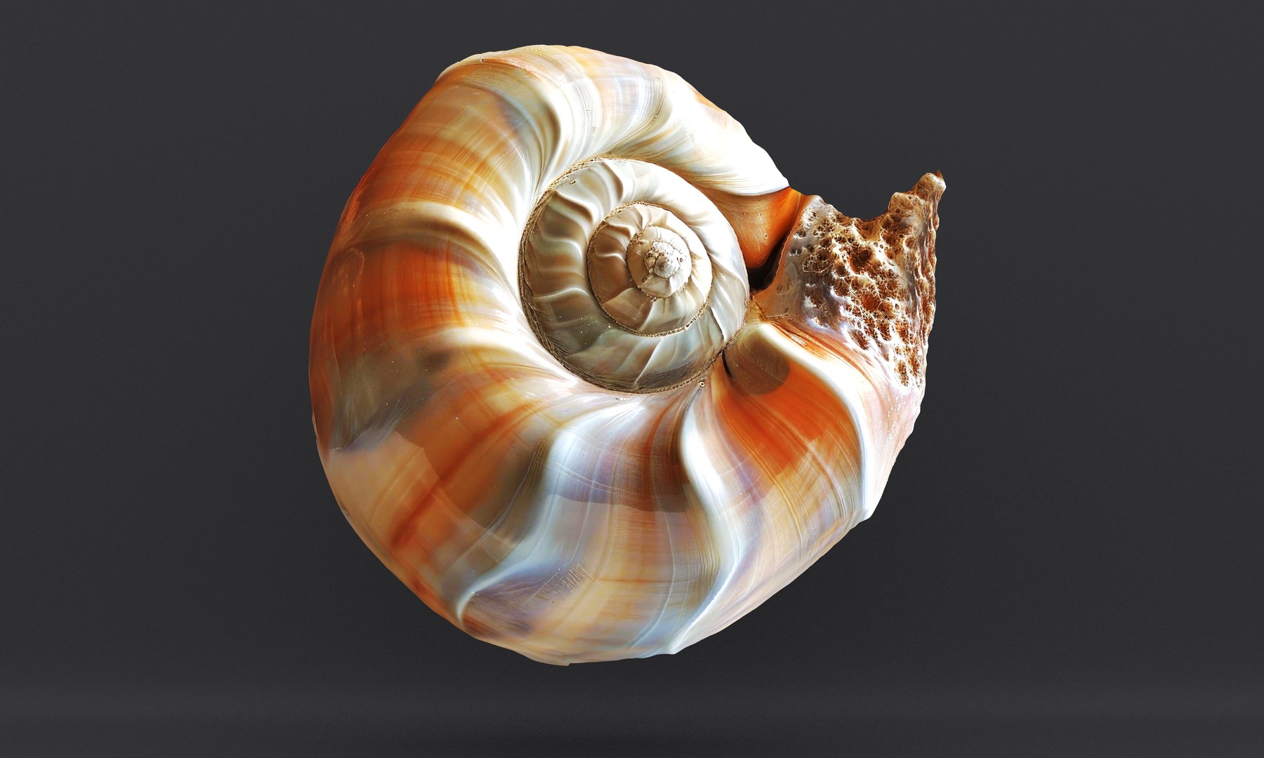 Seashell Pack 3D Model - TurboSquid 2177834