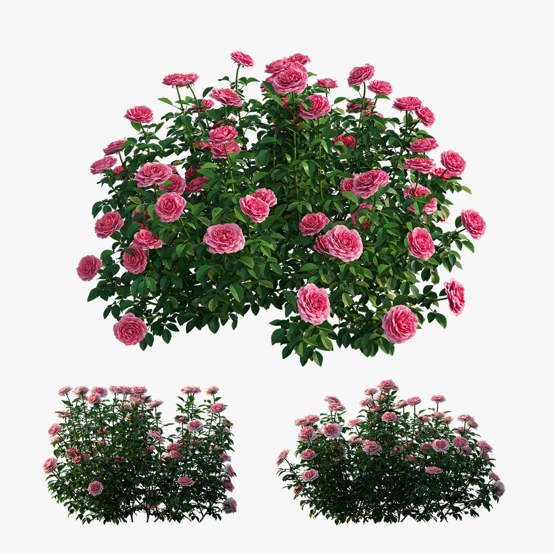 3D Rose Plant Set 24 Model - TurboSquid 1604524
