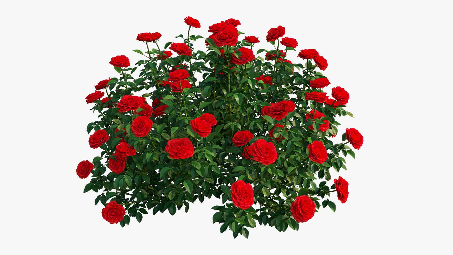 3D Rose Plant Set 24 Model - TurboSquid 1604524