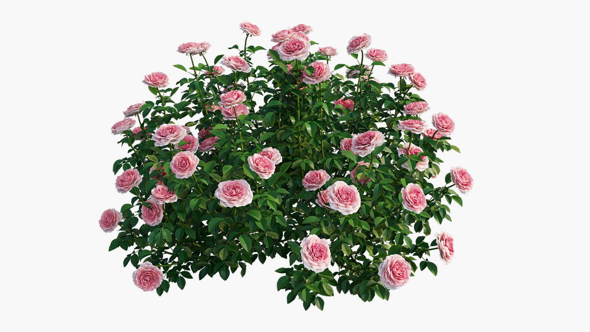 3D Rose Plant Set 24 Model - TurboSquid 1604524