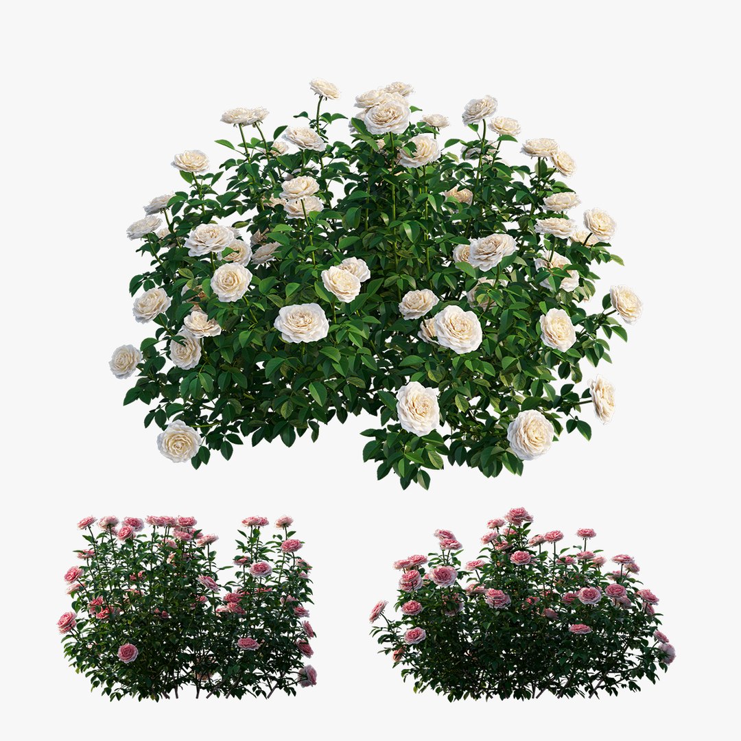 3D Rose Plant Set 24 Model - TurboSquid 1604524