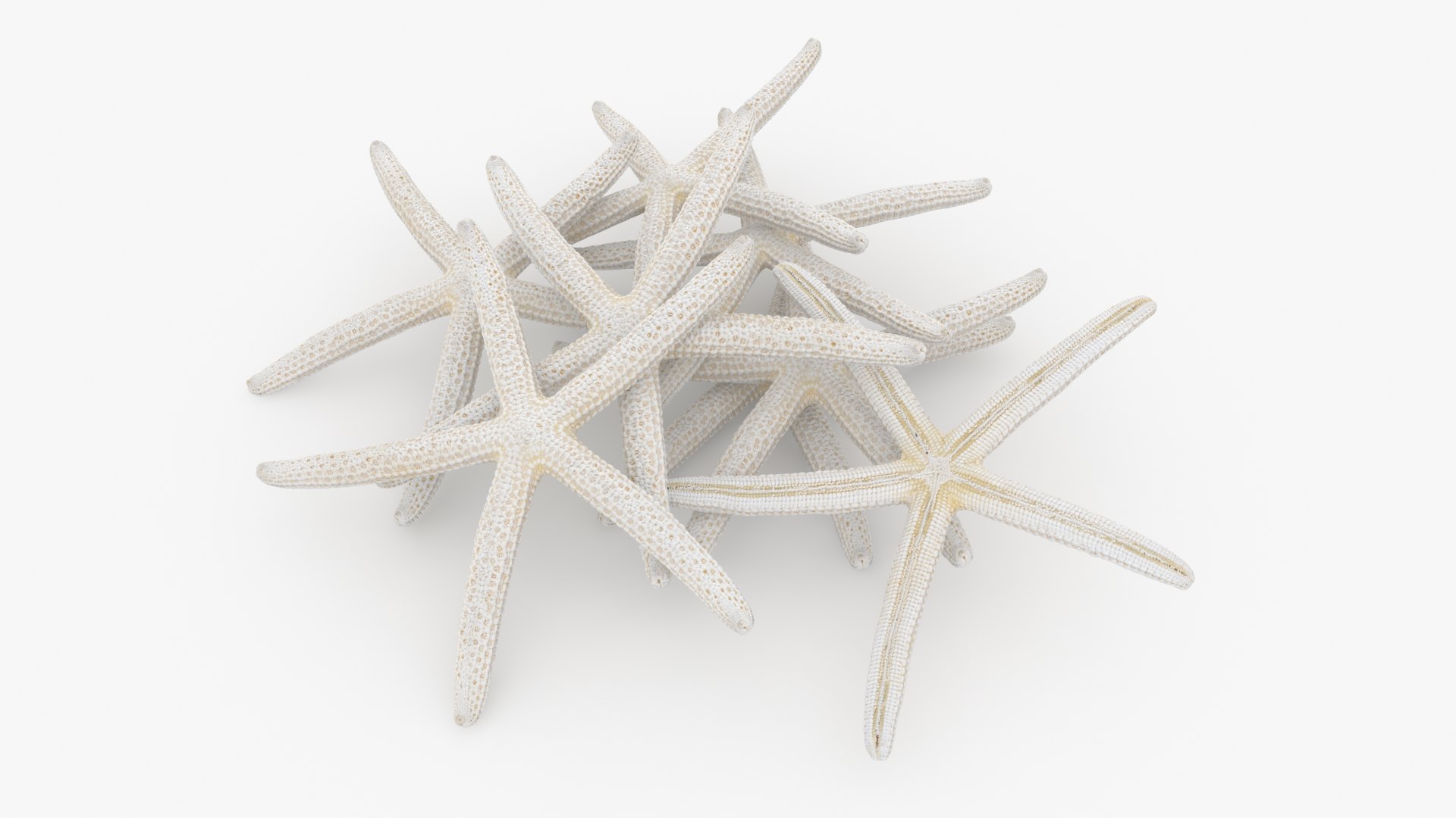 3D Model White Finger Starfish - TurboSquid 2294630