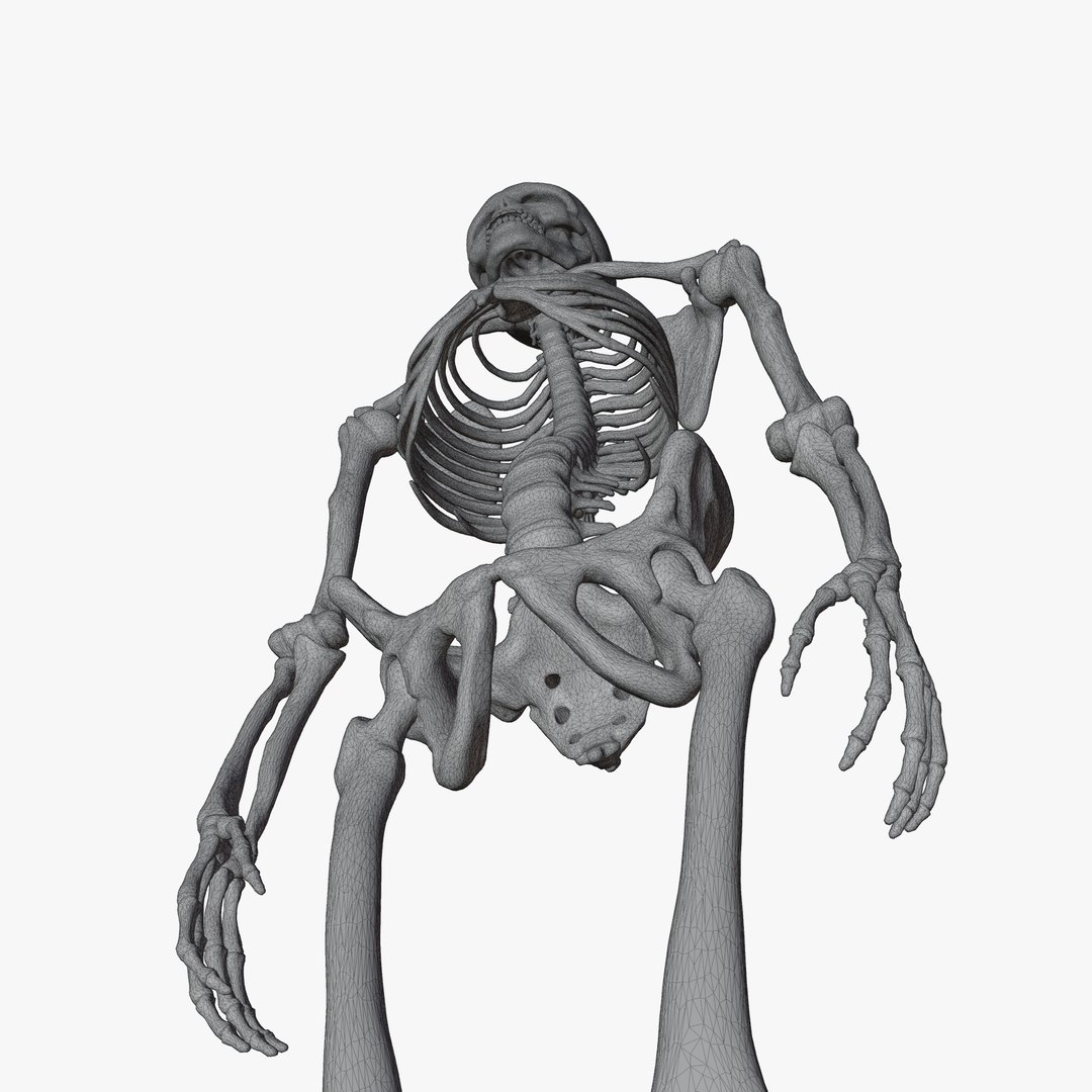Female Skeleton 3D model - TurboSquid 2060199