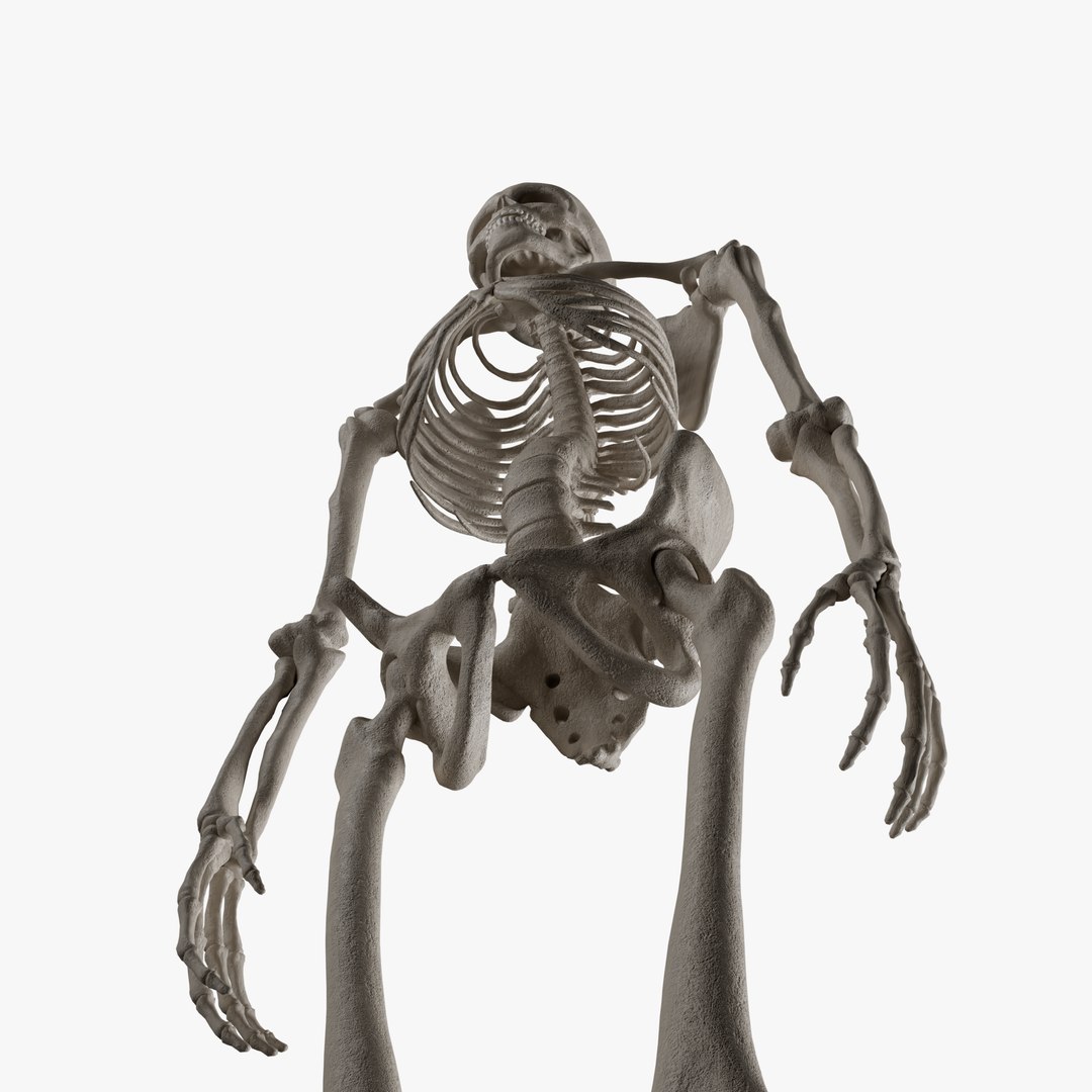 Female Skeleton 3D Model - TurboSquid 2060199