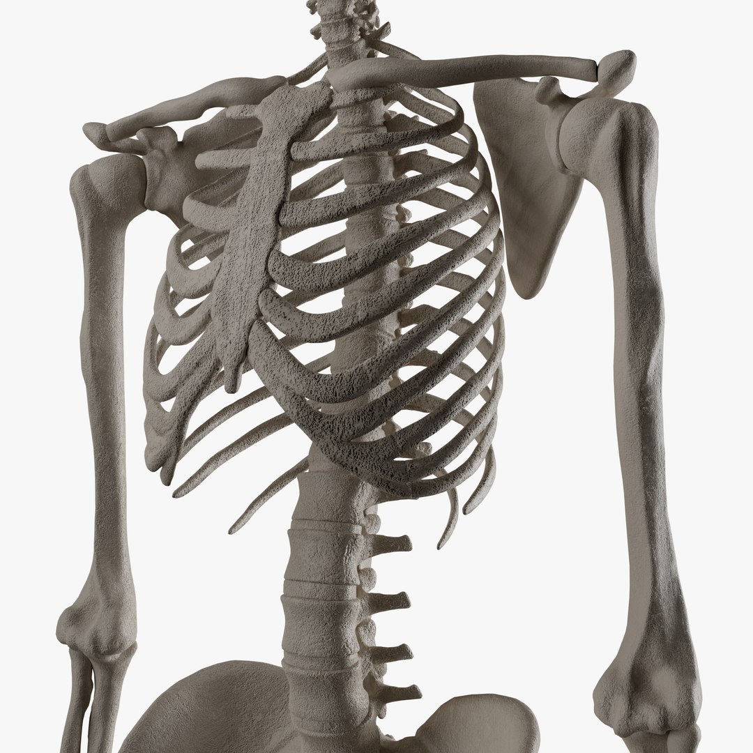 Female Skeleton 3D Model - TurboSquid 2060199