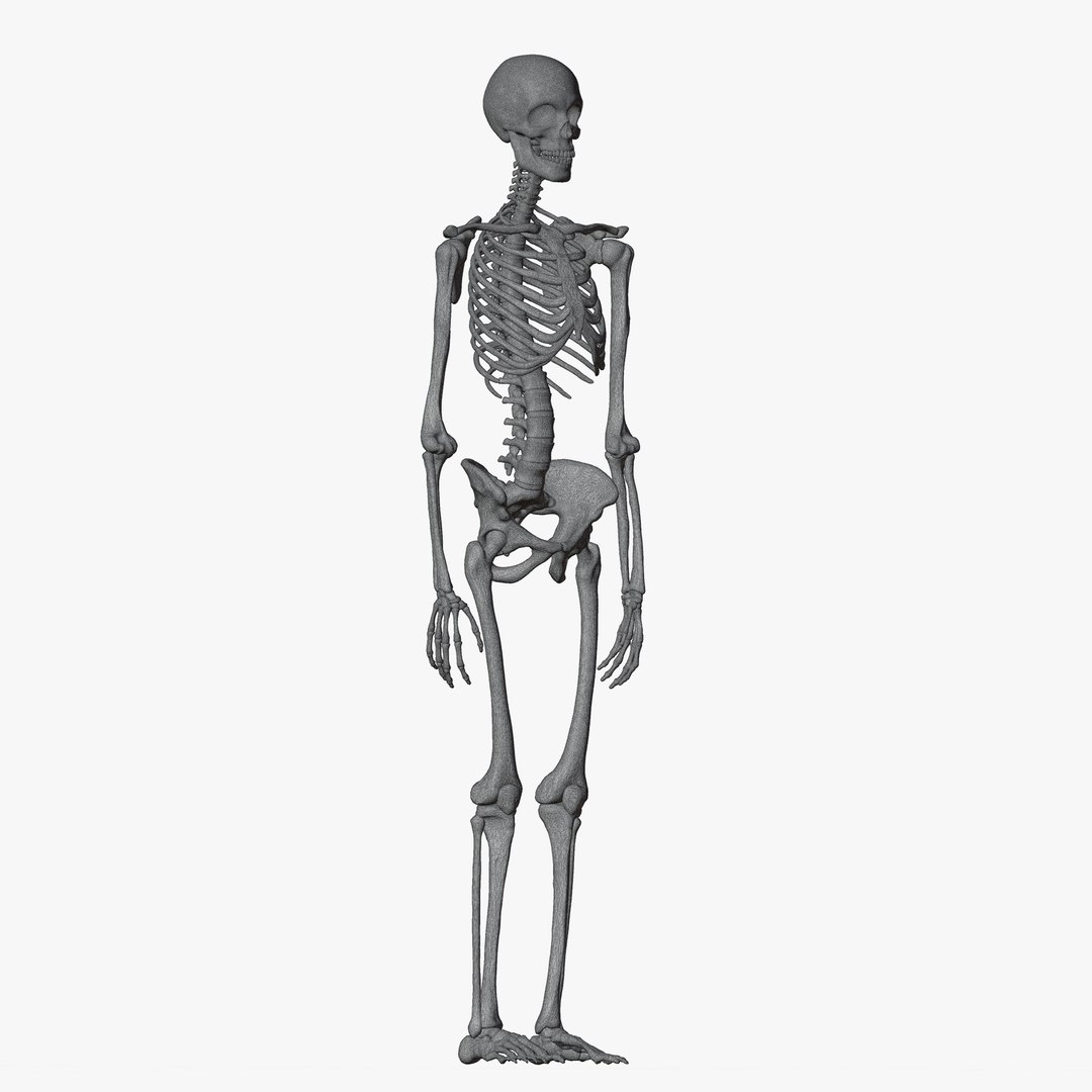Female Skeleton 3D model - TurboSquid 2060199