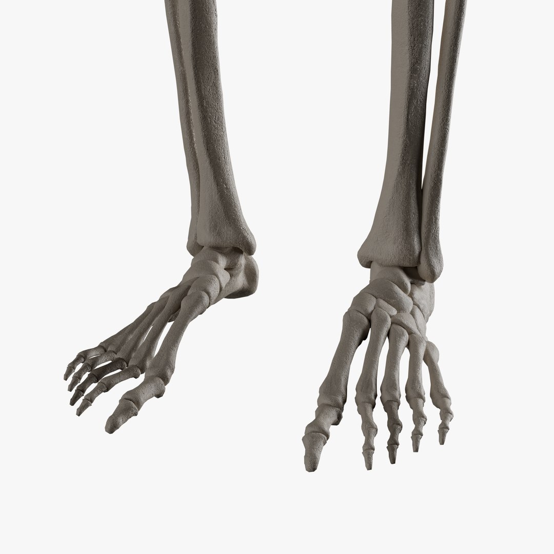 Female Skeleton 3D Model - TurboSquid 2060199