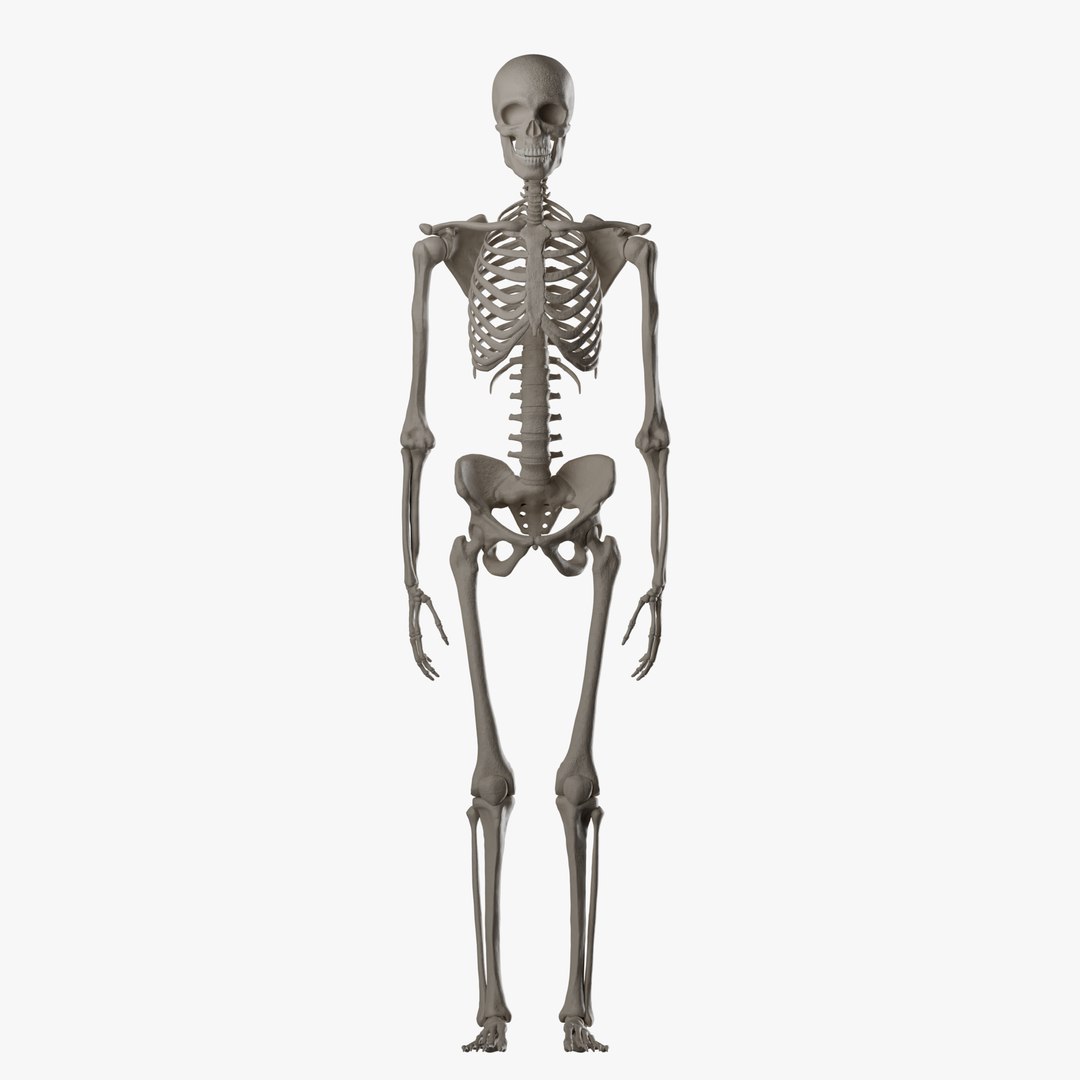 Female Skeleton 3D model - TurboSquid 2060199