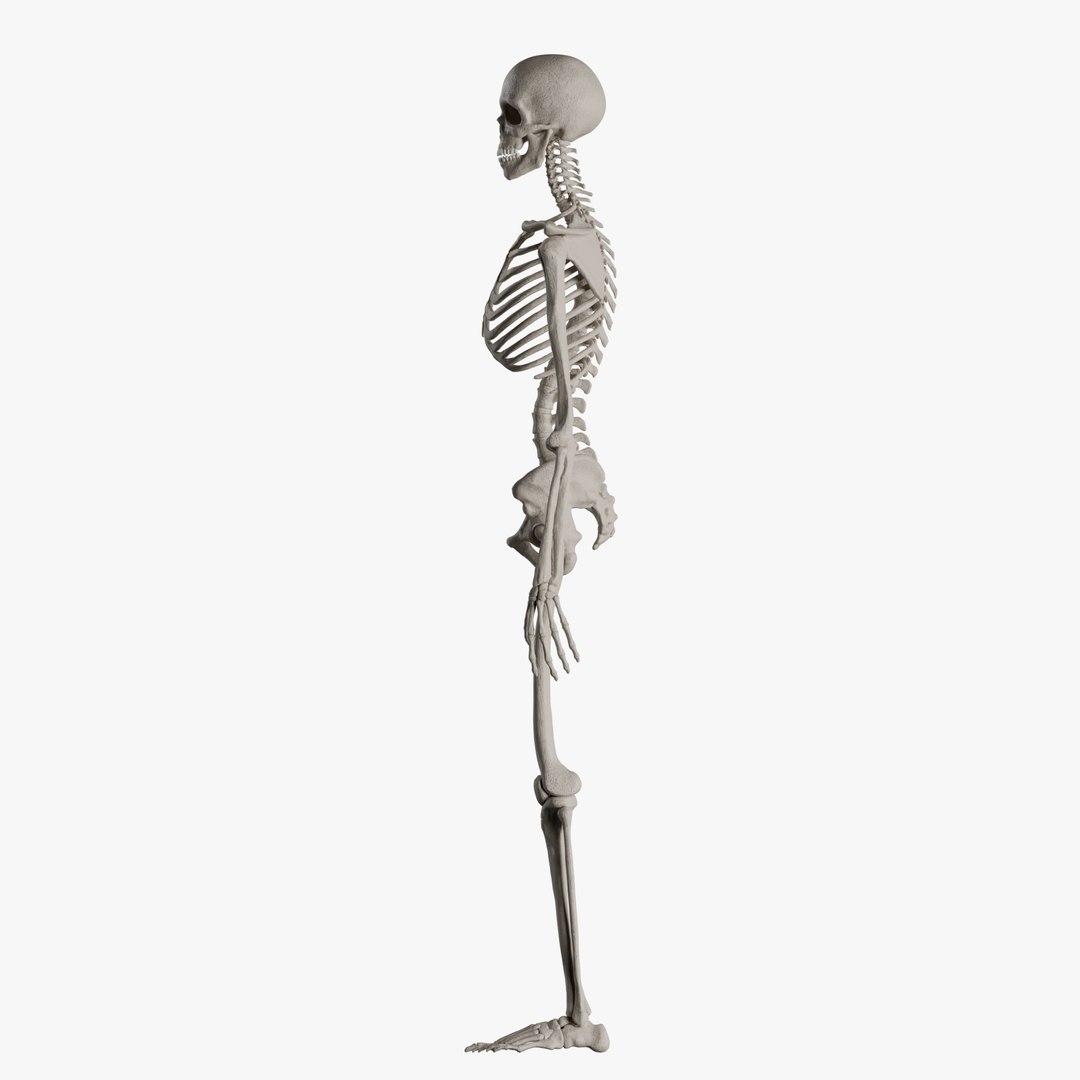 Female Skeleton 3D Model - TurboSquid 2060199