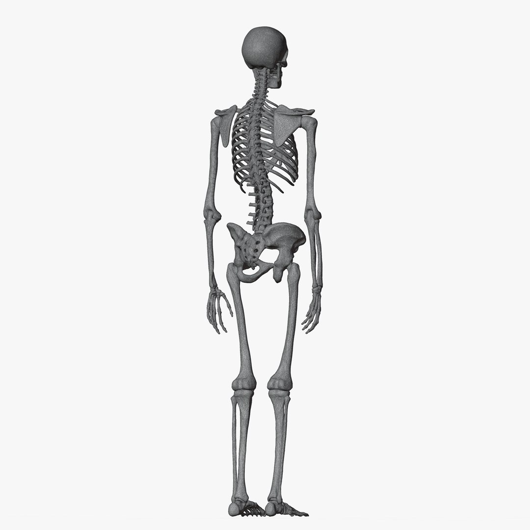 Female Skeleton 3D model - TurboSquid 2060199