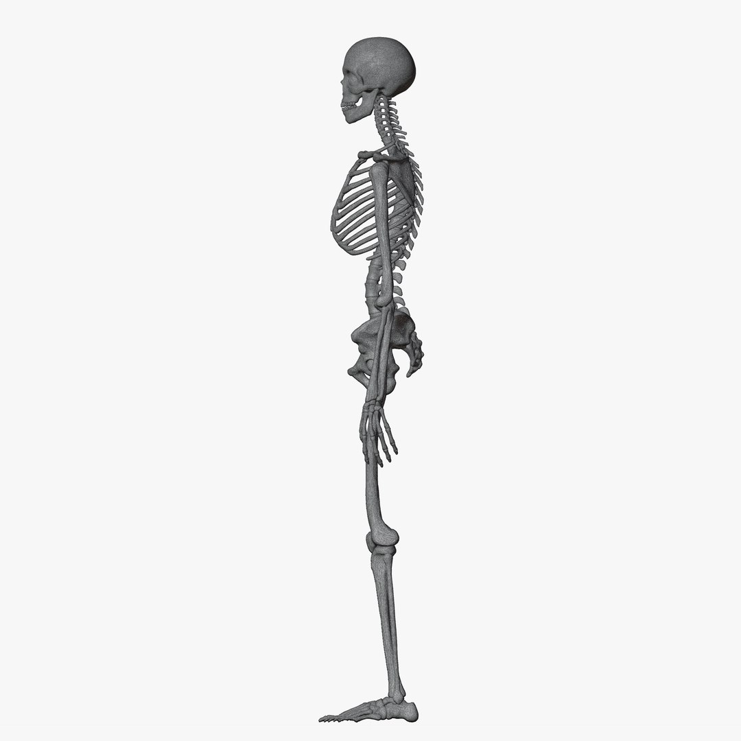 Female Skeleton 3D model - TurboSquid 2060199