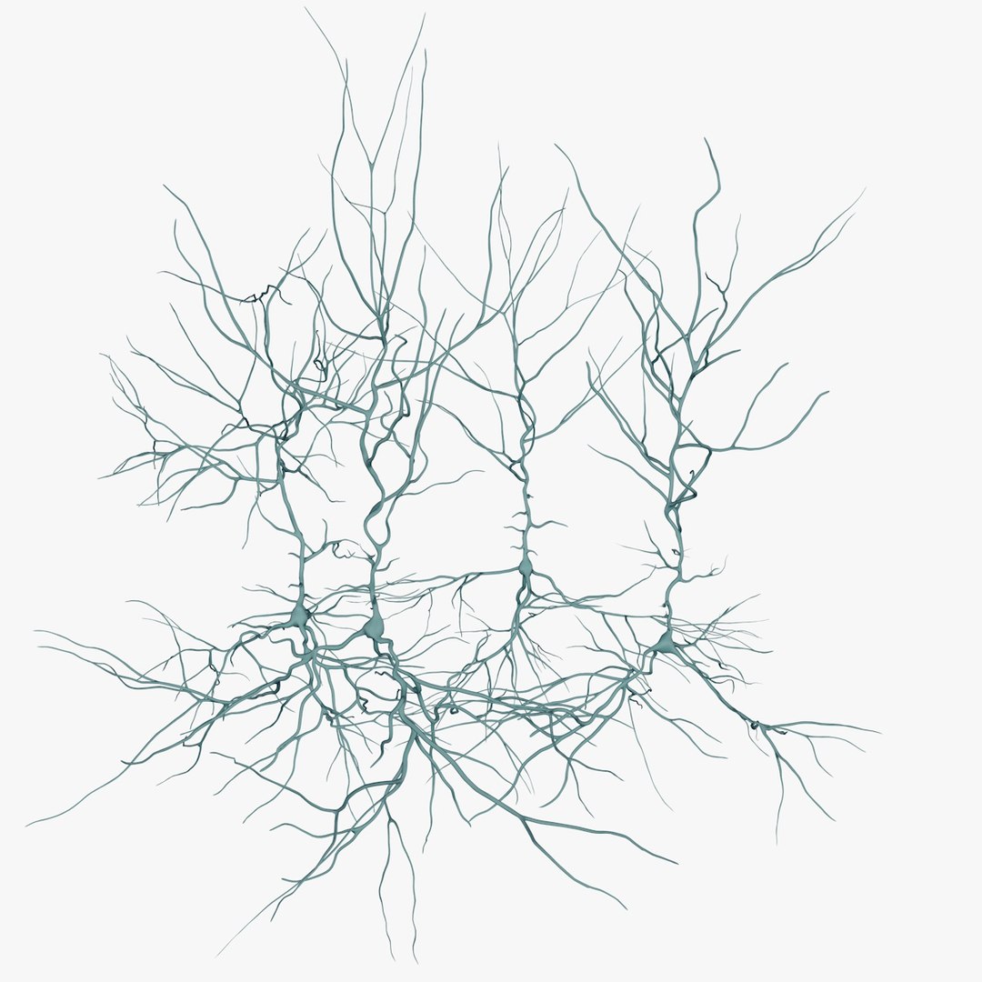 Pyramidal Neurons Model - TurboSquid 1196142
