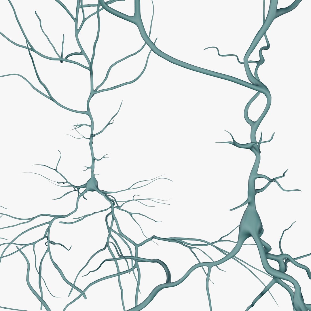 Pyramidal neurons model - TurboSquid 1196142