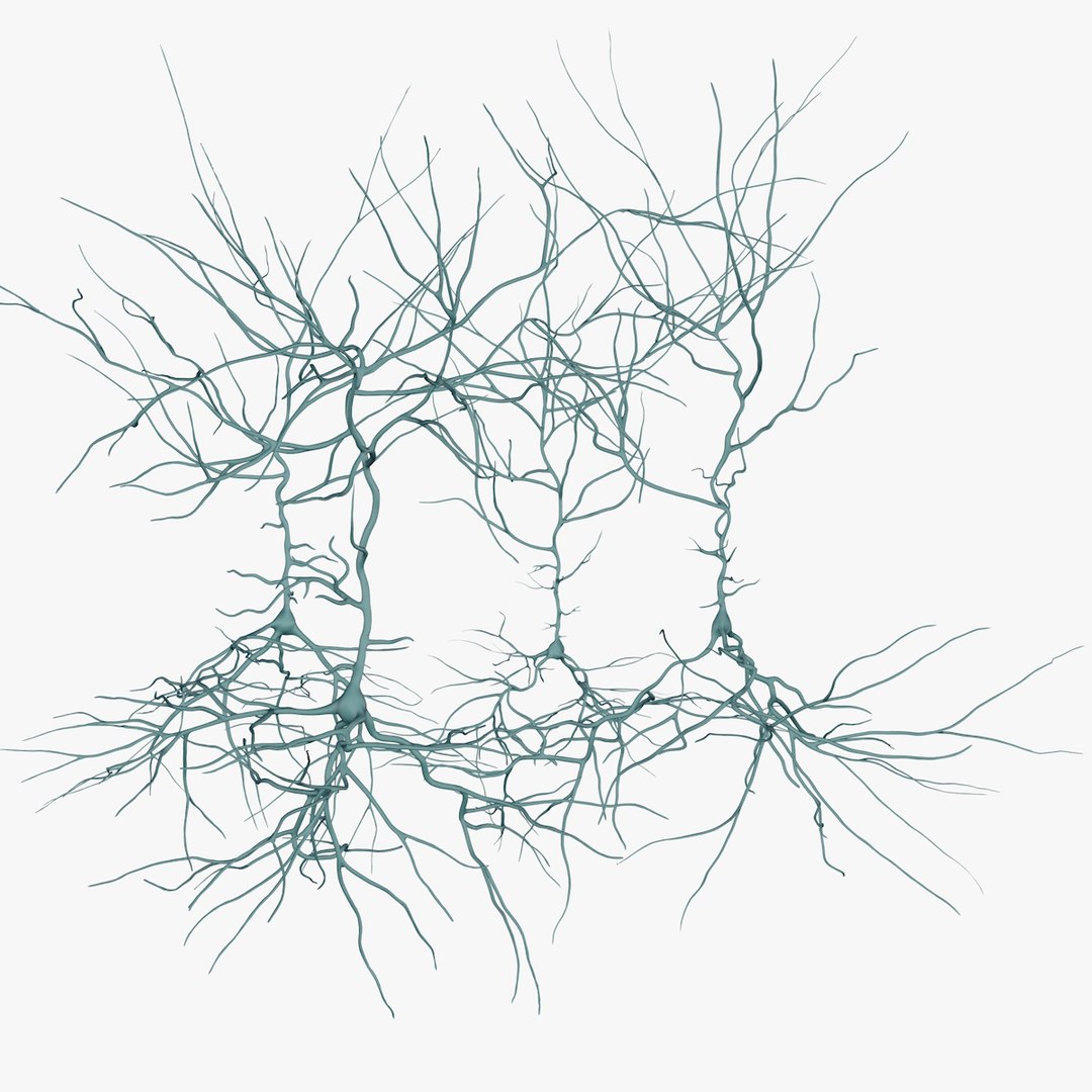 Pyramidal Neurons Model - TurboSquid 1196142