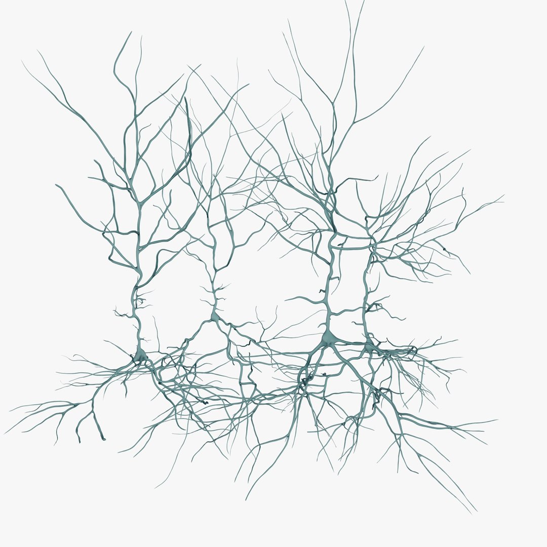 Pyramidal Neurons Model - TurboSquid 1196142