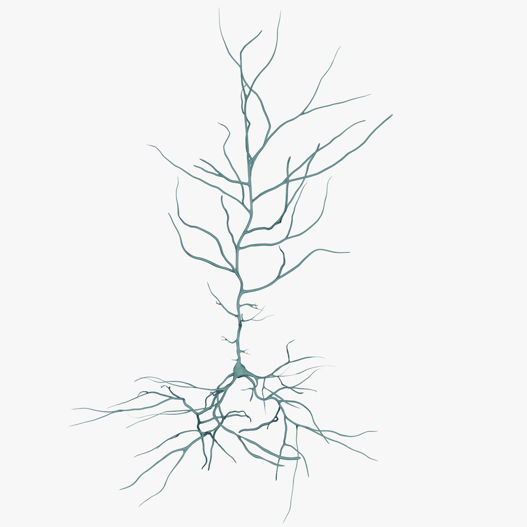 Pyramidal neurons model - TurboSquid 1196142
