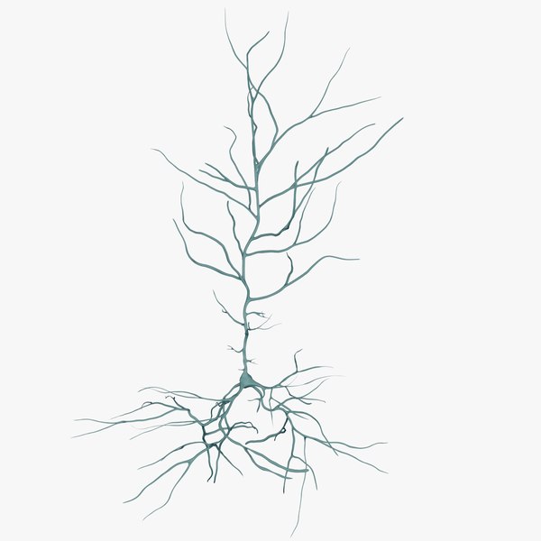 Pyramidal neurons model - TurboSquid 1196142