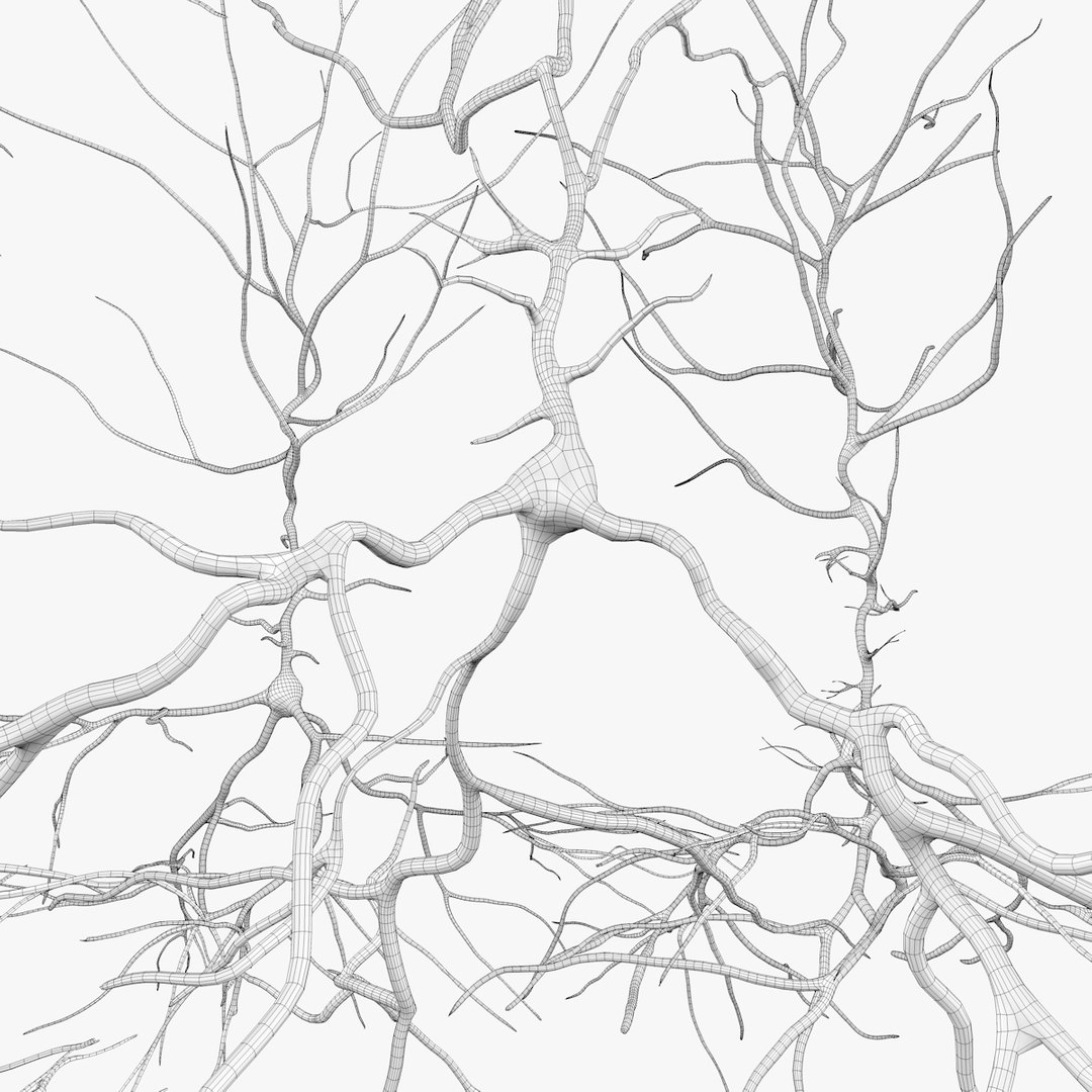Pyramidal neurons model - TurboSquid 1196142