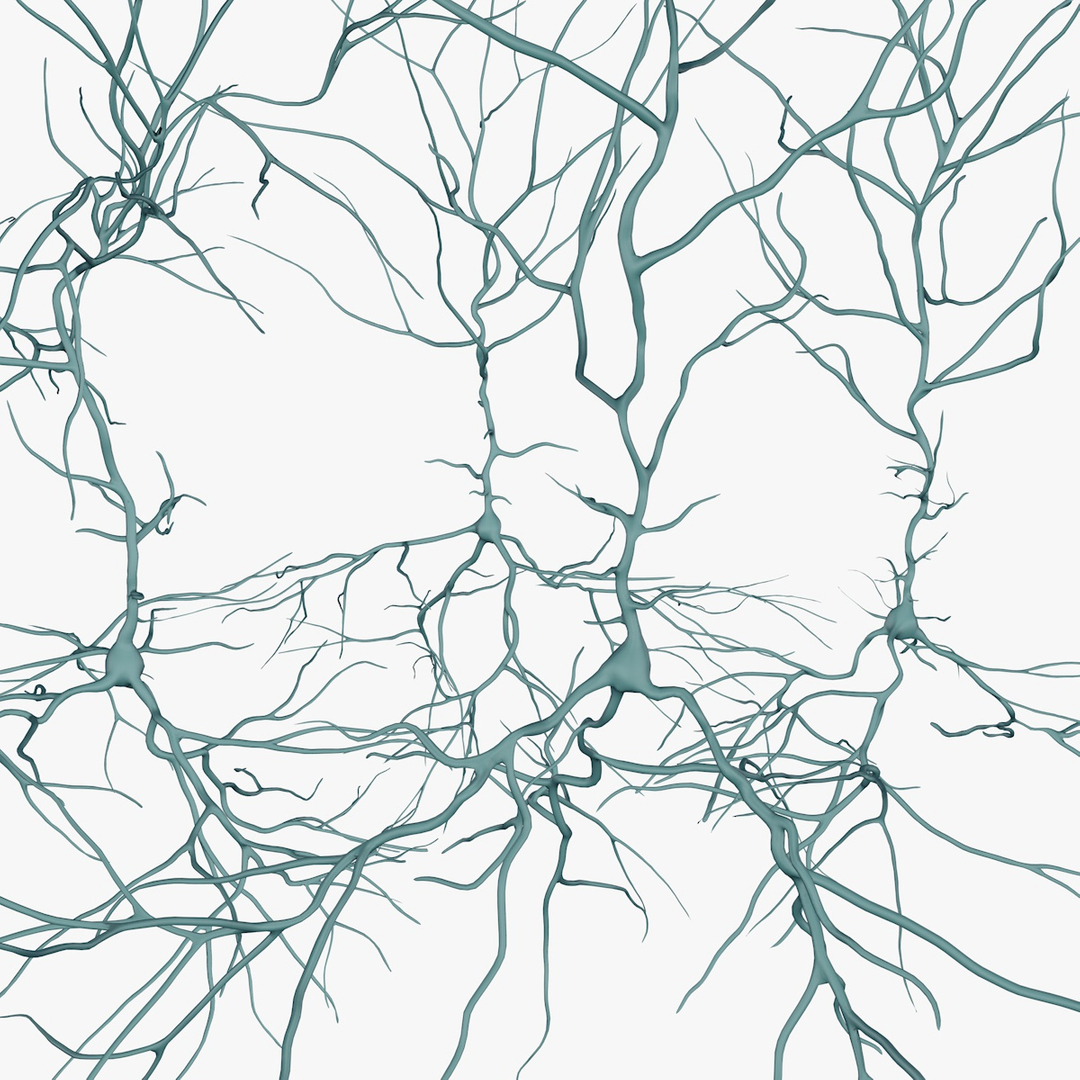 Pyramidal neurons model - TurboSquid 1196142