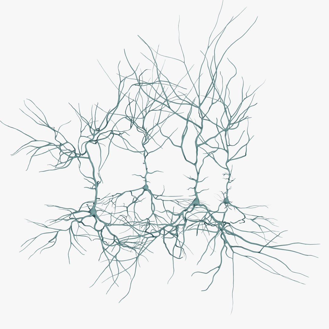 Pyramidal Neurons Model - TurboSquid 1196142