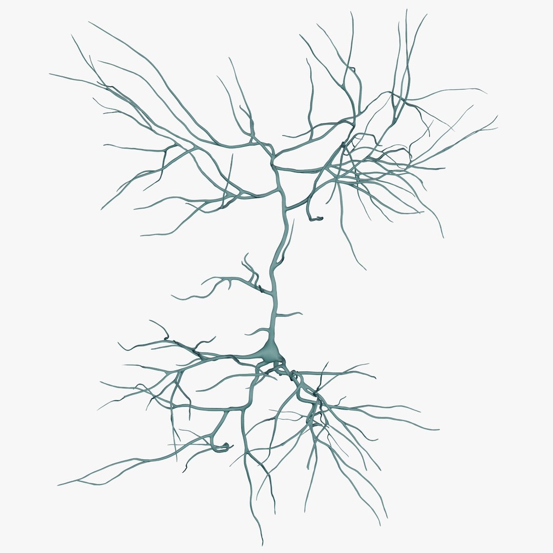 Pyramidal neurons model - TurboSquid 1196142