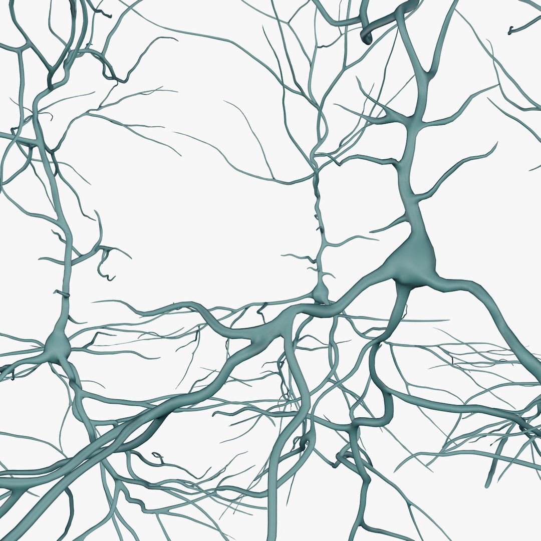 Pyramidal neurons model - TurboSquid 1196142