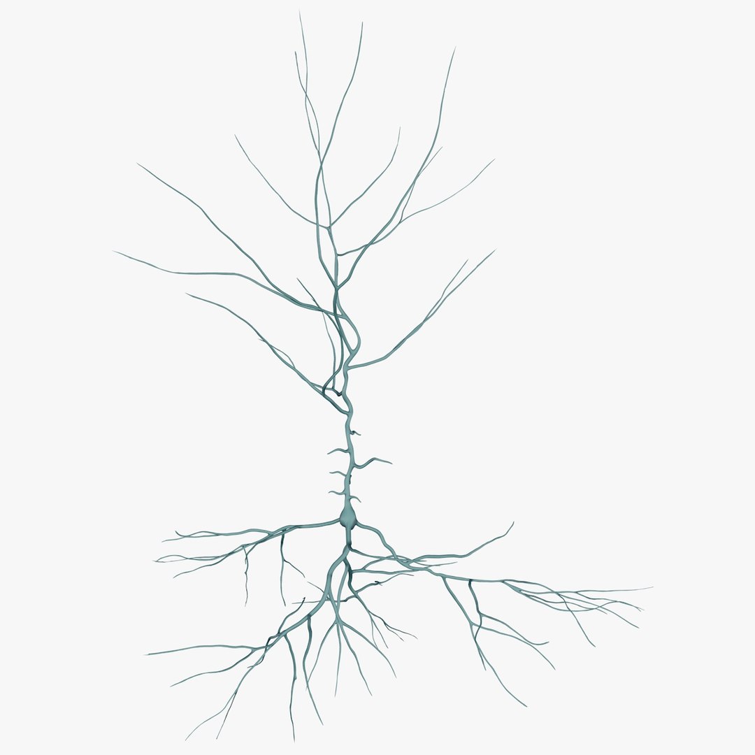 Pyramidal neurons model - TurboSquid 1196142