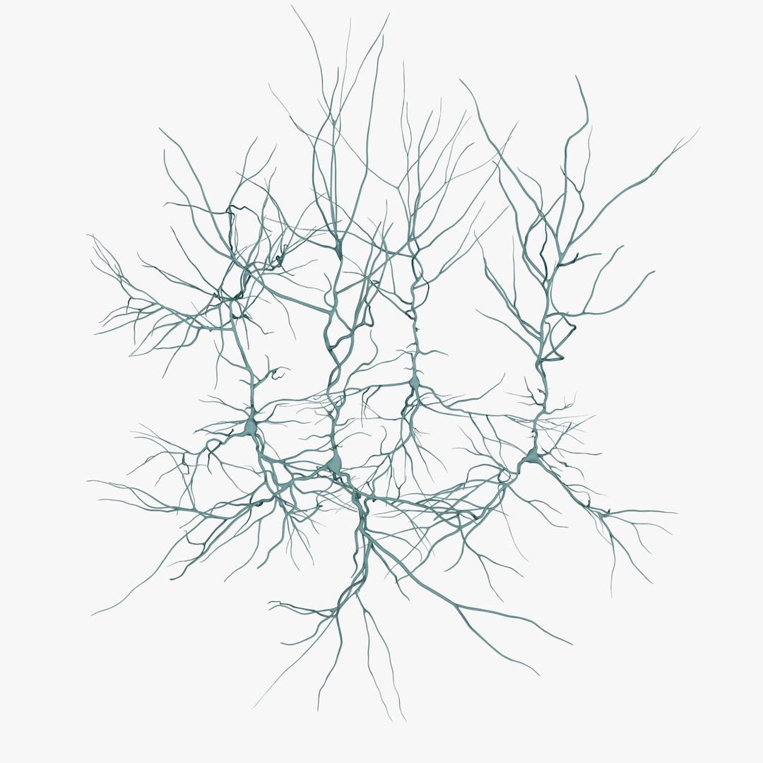 Pyramidal Neurons Model - TurboSquid 1196142