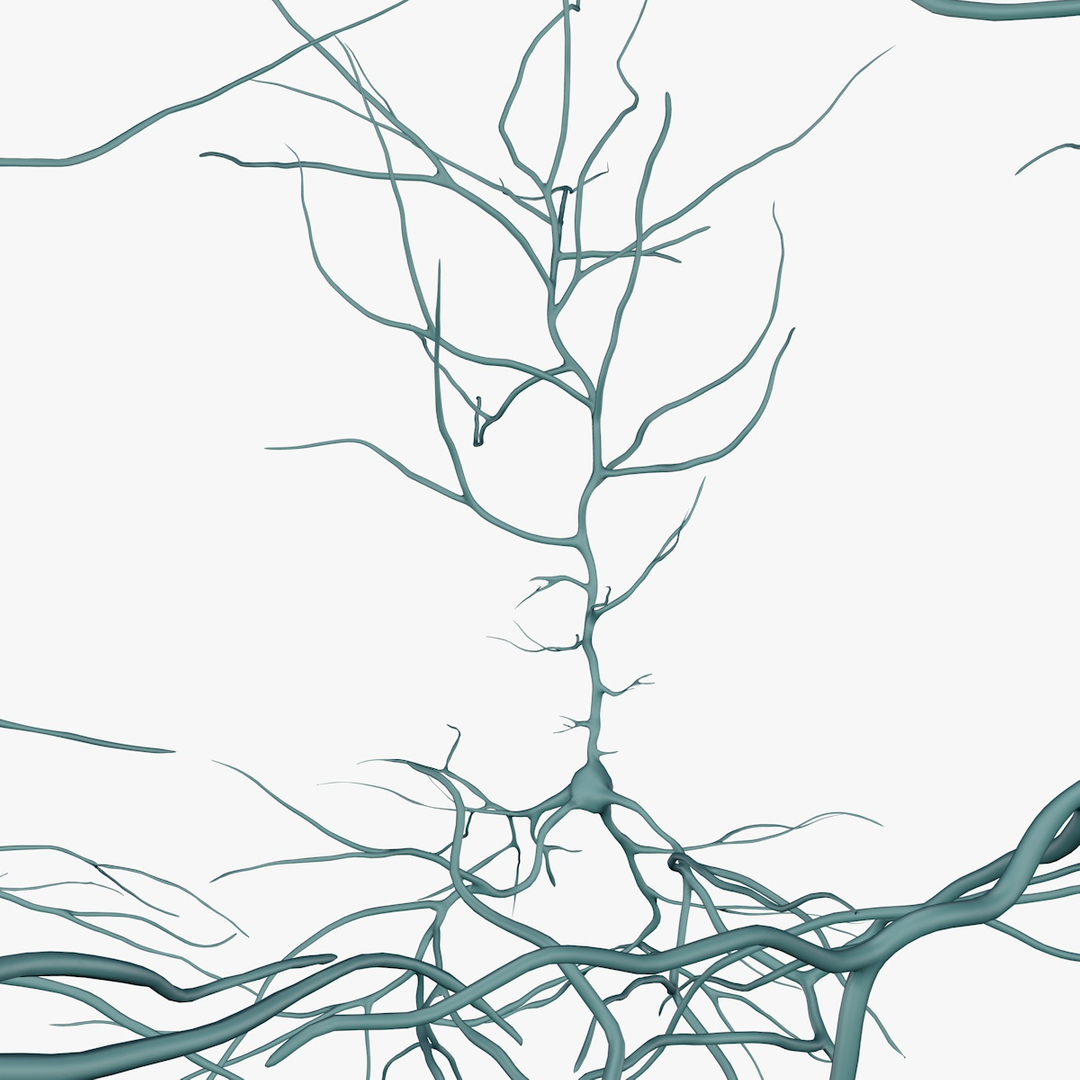 Pyramidal neurons model - TurboSquid 1196142
