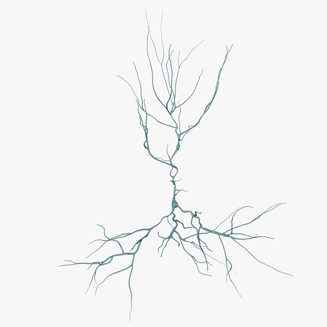 Pyramidal neurons model - TurboSquid 1196142