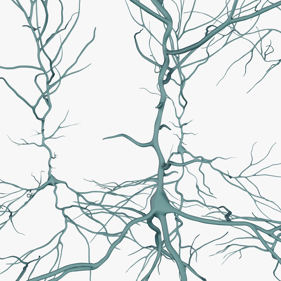 Pyramidal neurons model - TurboSquid 1196142