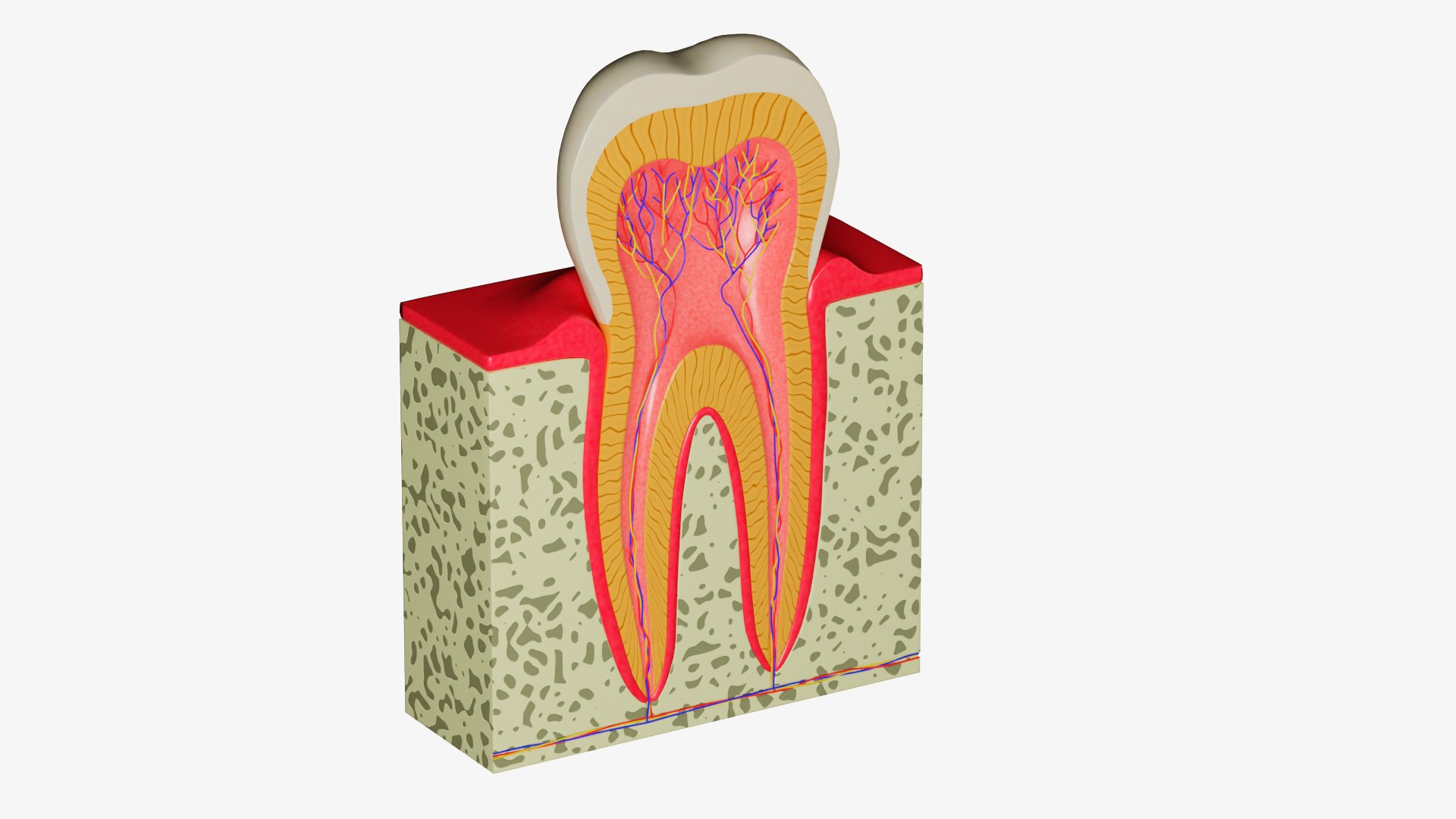 3D Molar Tooth Anathomy - TurboSquid 1840504