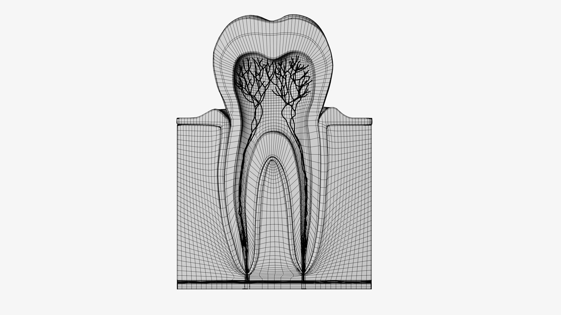 3D Molar Tooth Anathomy - TurboSquid 1840504