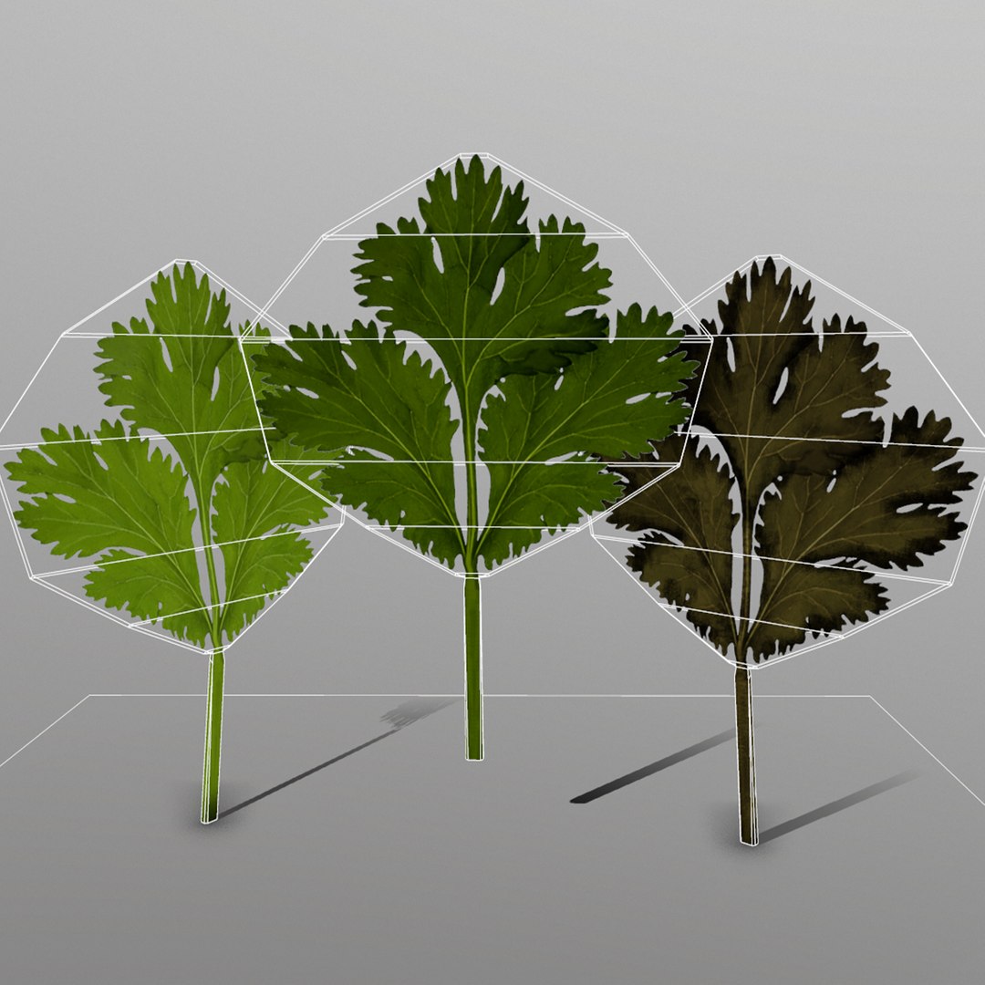 3D Coriander Ready Games Model - TurboSquid 1289425