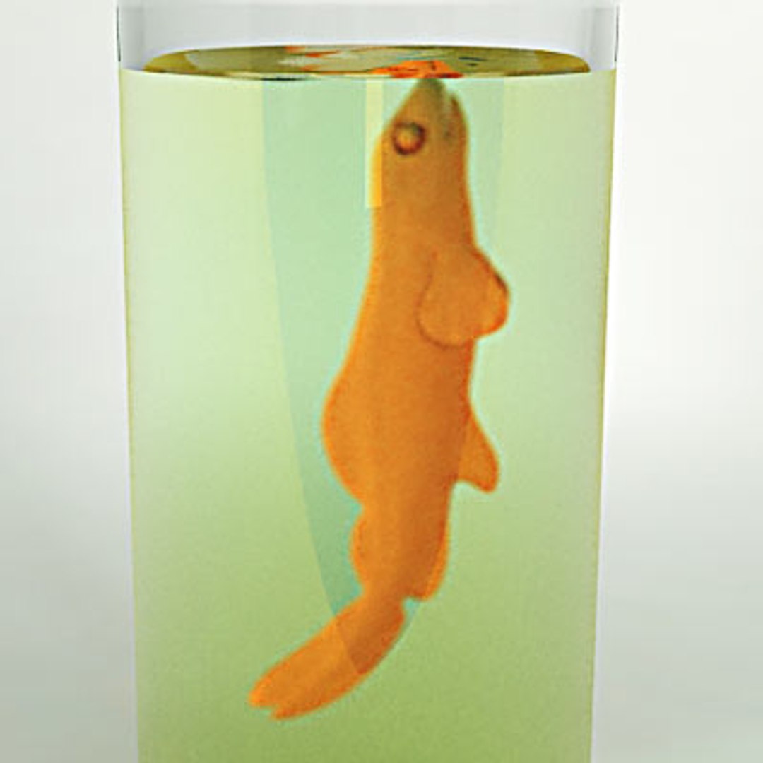 3d stage fish embryo