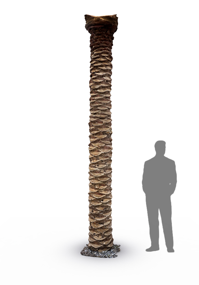 3d max scan date palm tree trunk