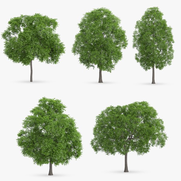 Tree 3D Models for Download | TurboSquid