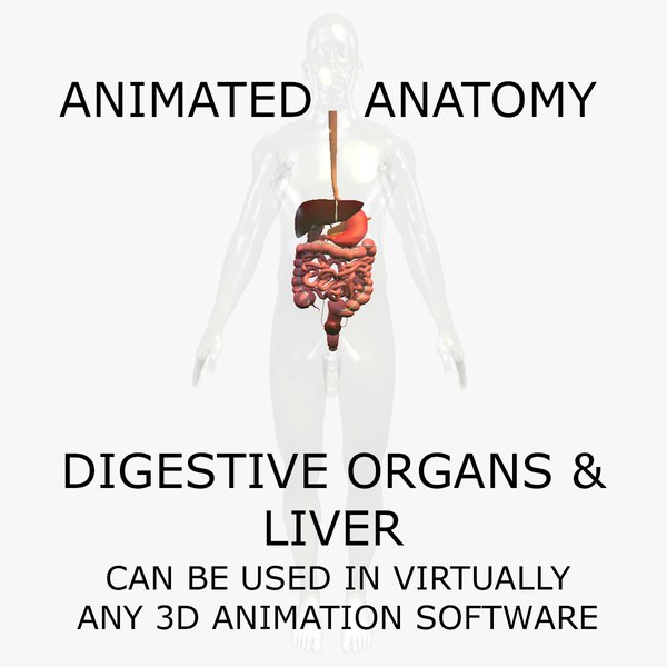 anatomy digestive internal organs c4d