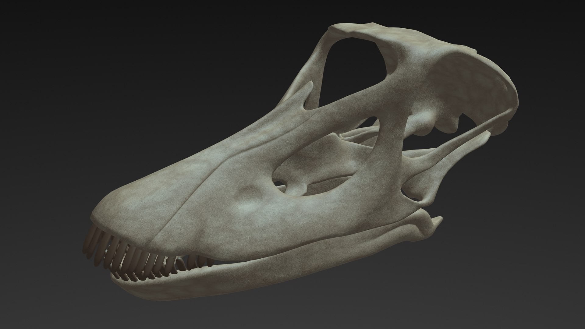 Diplodocus Skull 3D Model - TurboSquid 1228845