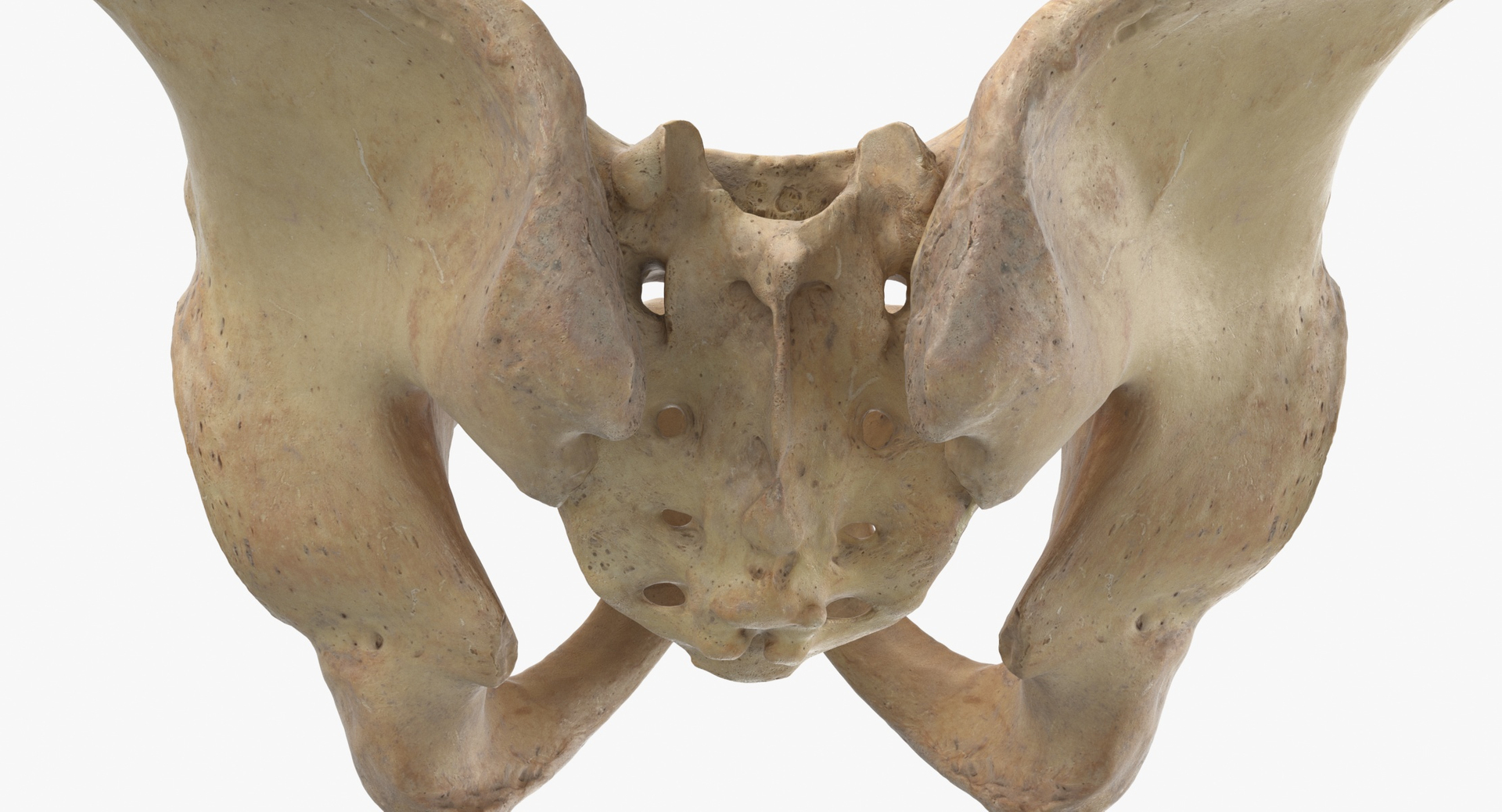 Human Male and Female Pelvis and Sacrum Bones White and Yellow - 6 ...