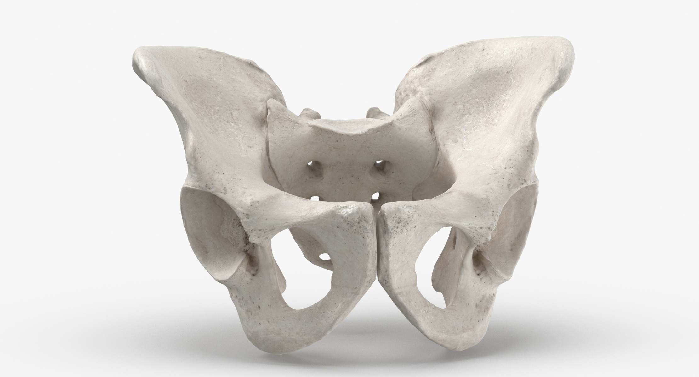 Human Male and Female Pelvis and Sacrum Bones White and Yellow - 6 ...