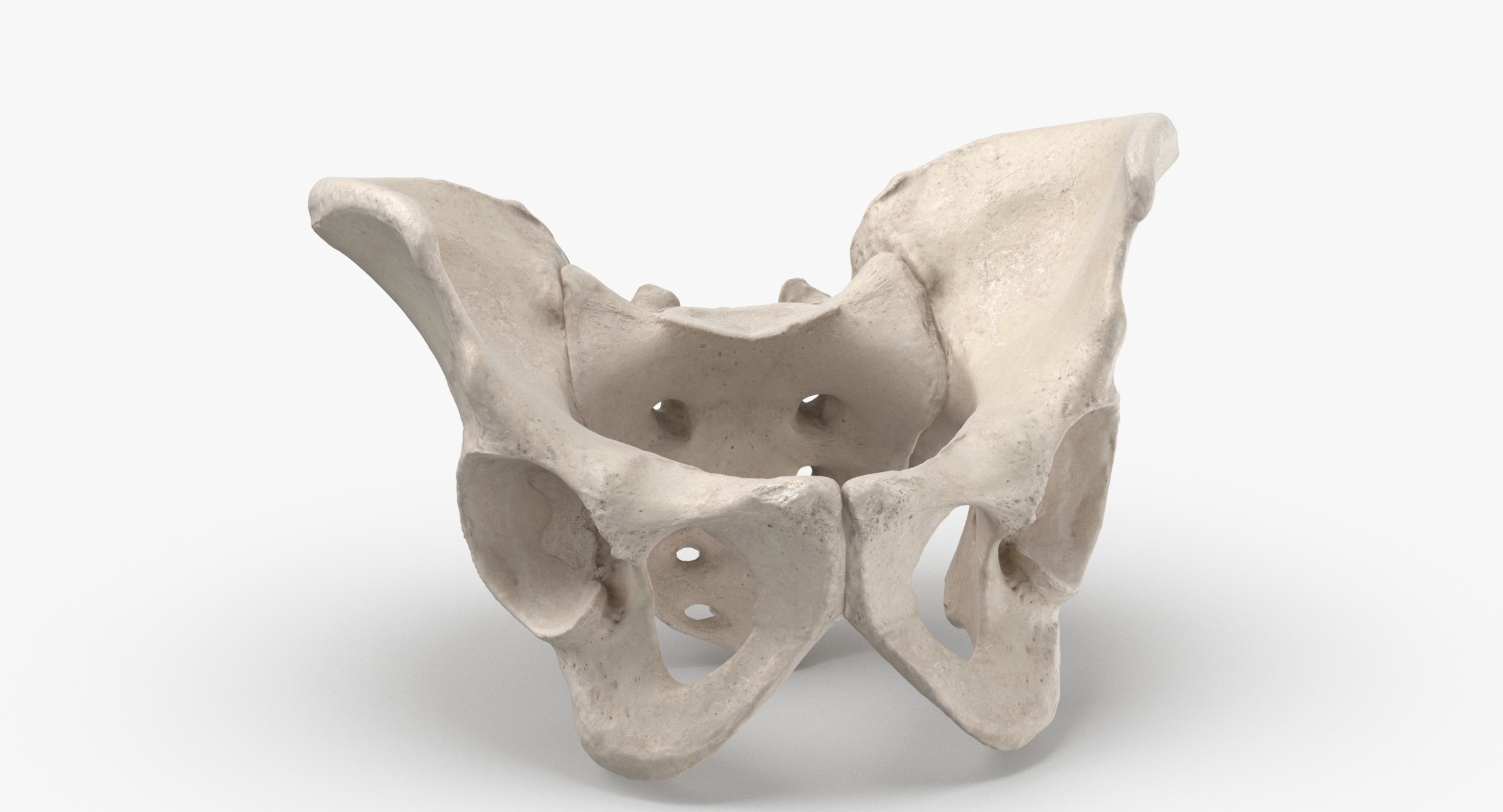 Human Male and Female Pelvis and Sacrum Bones White and Yellow - 6 ...