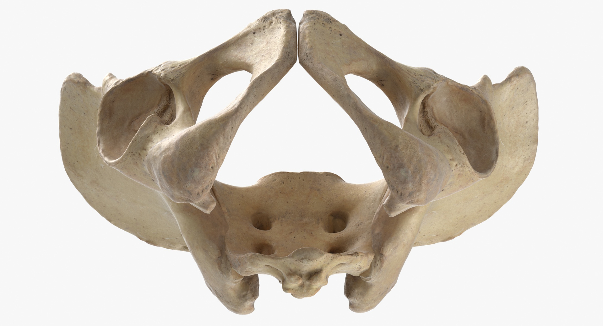 Human Male and Female Pelvis and Sacrum Bones White and Yellow - 6 ...